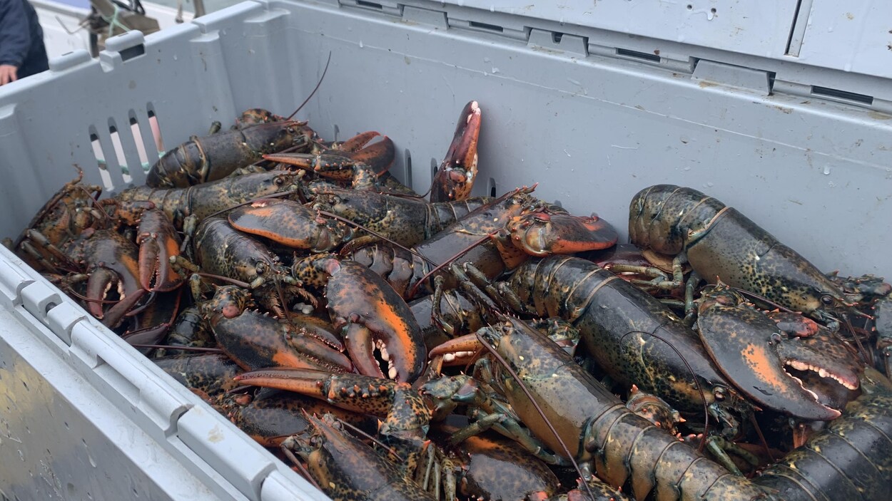 Le prix du homard des Îles encore en baisse | Radio-Canada