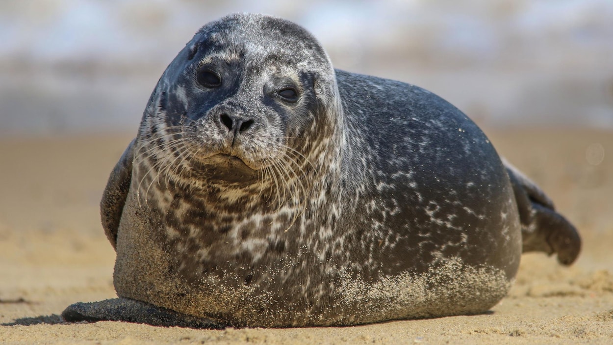 Des états généraux sur la gestion du phoque | Radio-Canada