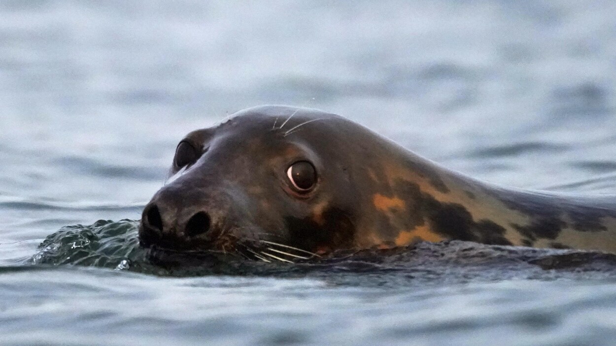 Le MPO élargit la chasse au phoque au N.-B. et à l'Î.-P.-É. | Radio-Canada