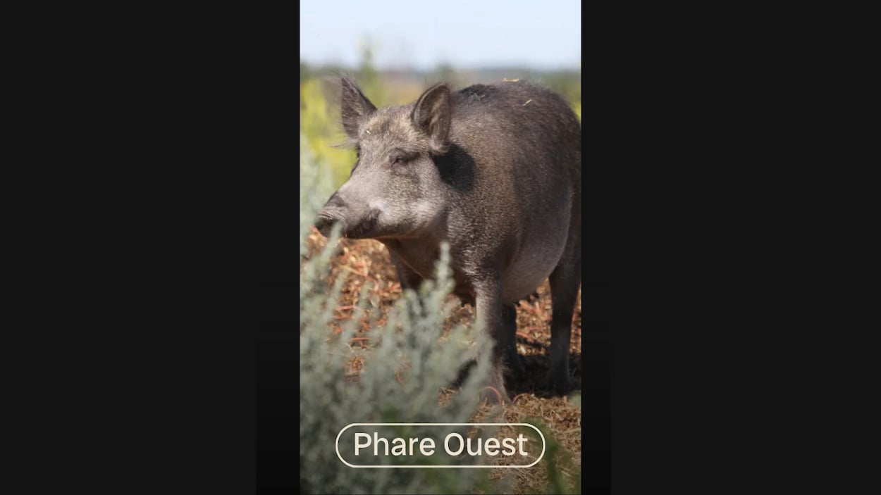 Les cochons sauvages : une nuisance pour la C.-B.? | Radio-Canada