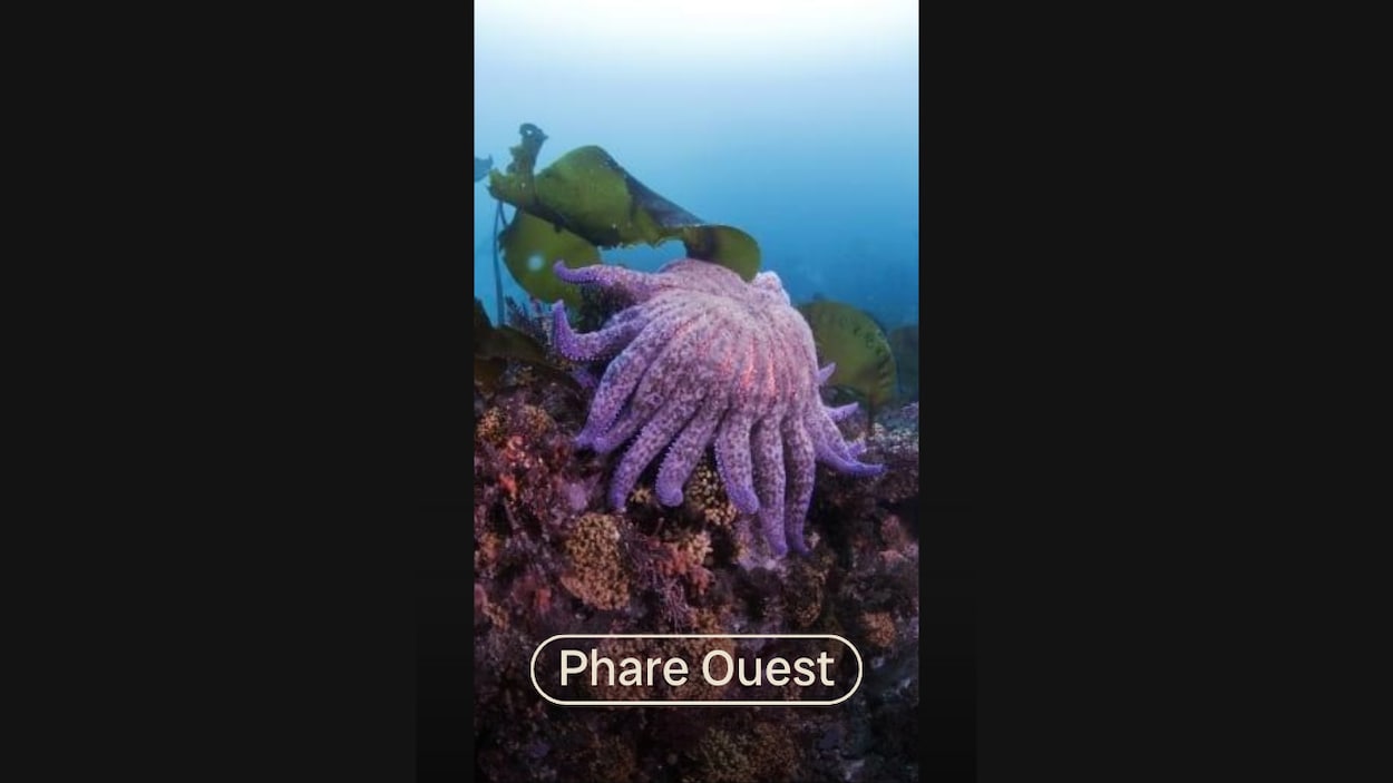 La côte ouest, un refuge pour les étoiles de mer | Radio-Canada