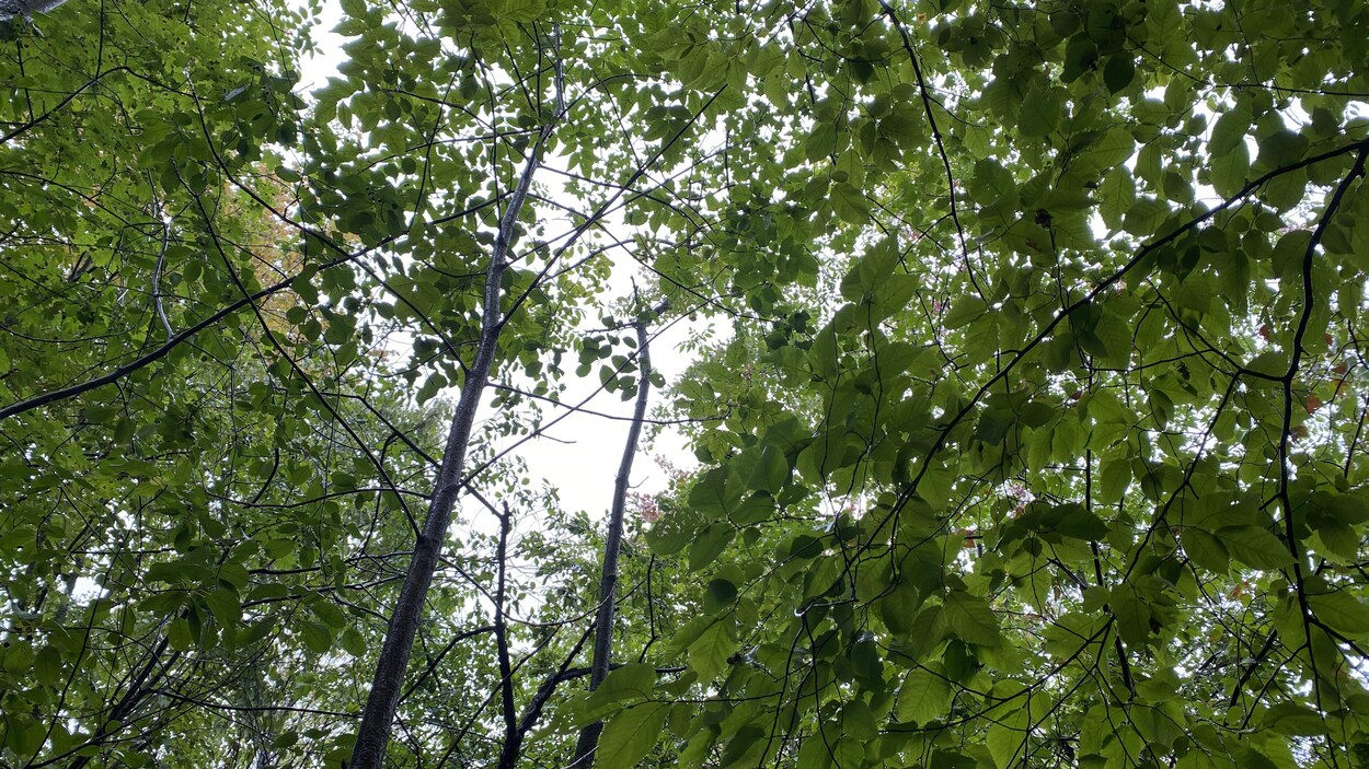 La politique de l’arbre de Sherbrooke officiellement déposée | Radio-Canada