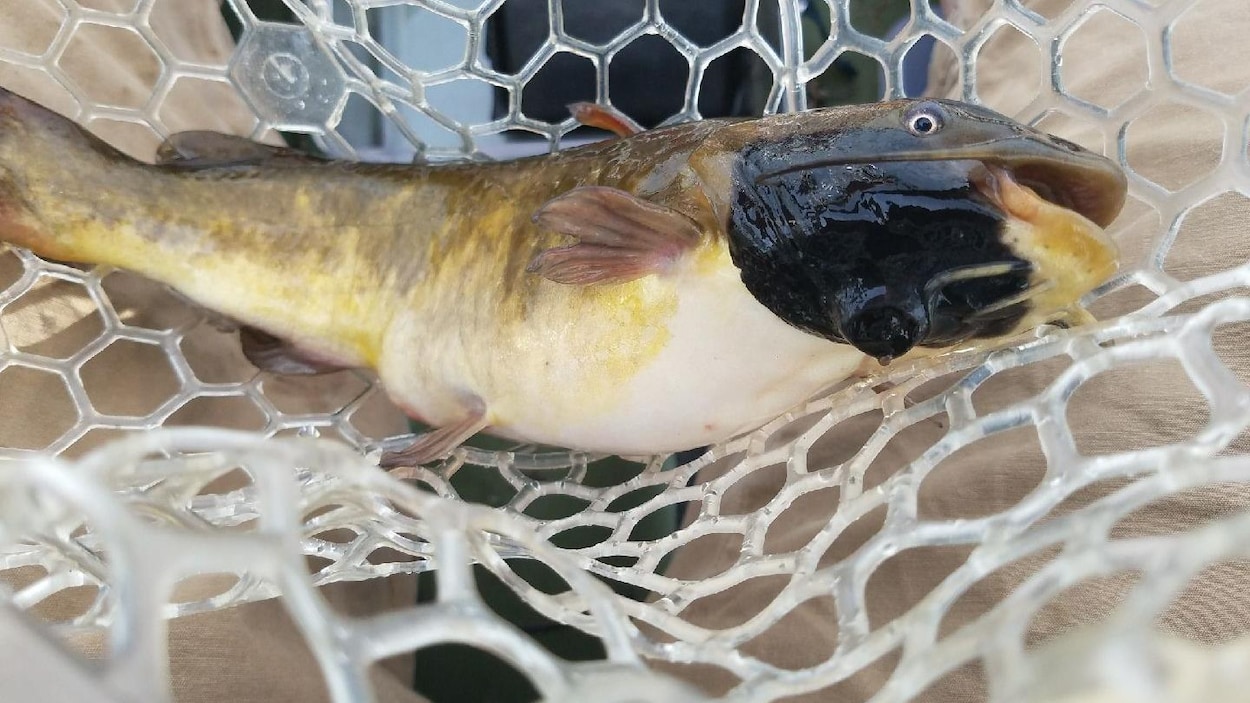 Des chercheurs suspectent un cancer « transmissible » entre poissons au ...