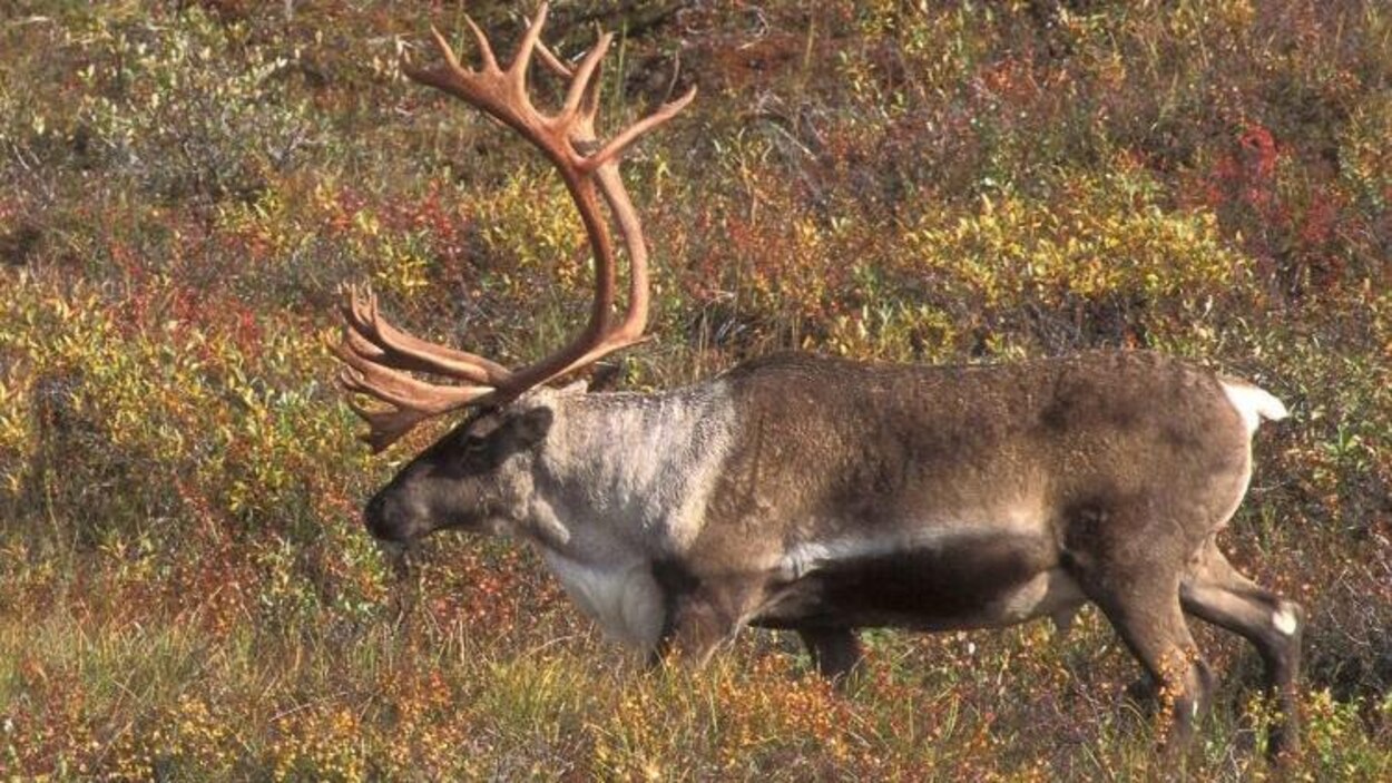 La protection du caribou pourrait mettre en péril 340 emplois à Val-d ...