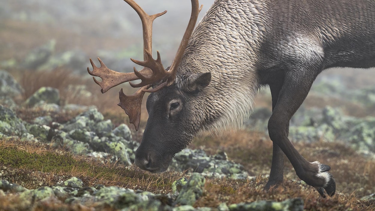 Québec octroie 59,5 M$ pour la protection du caribou | Radio-Canada