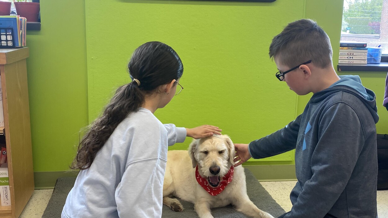 Snow, le chien de thérapie en milieu scolaire | Info | Radio-Canada