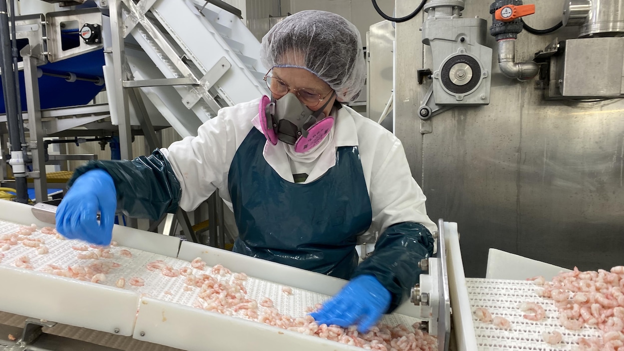 Crevette : fin d'une époque pour la Coopérative des pêcheurs de l'île ...