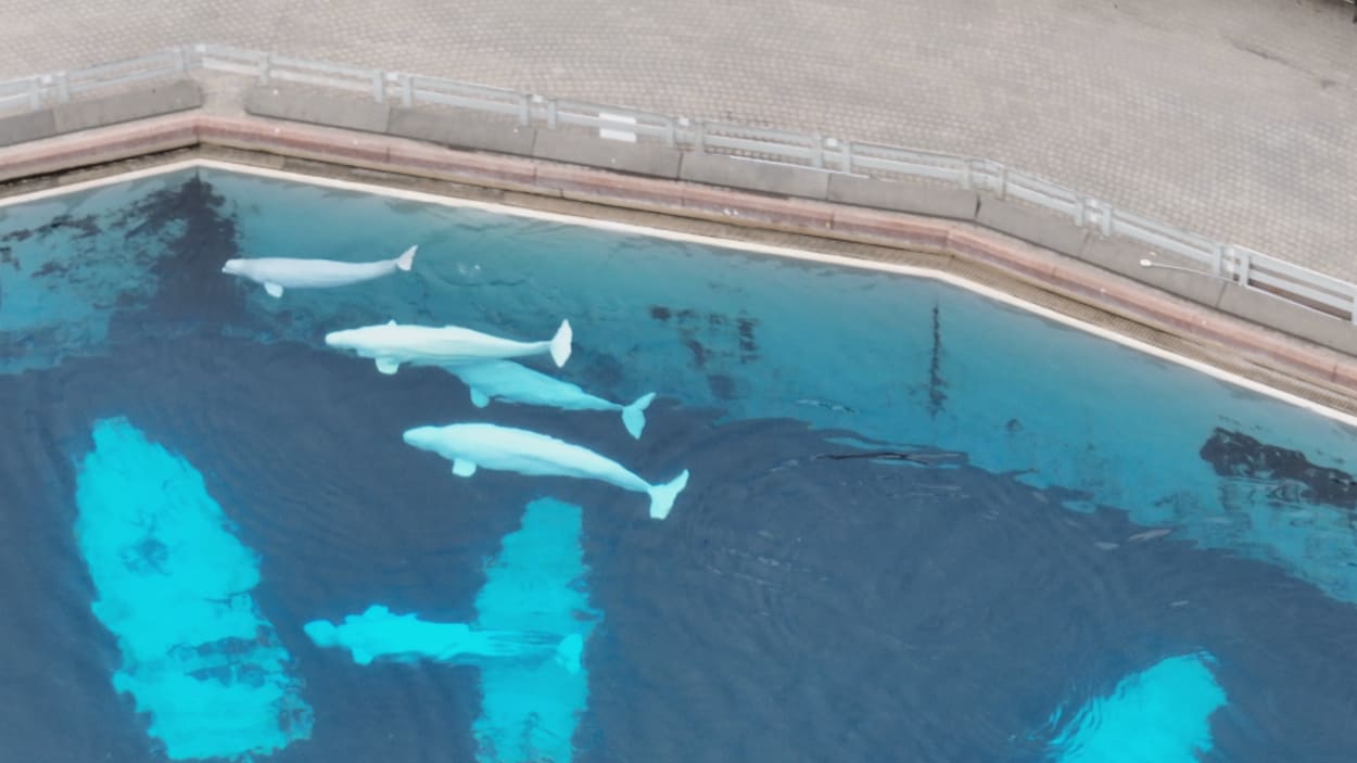 Marineland : les bélugas sont encore en vie après l’expiration du délai ...