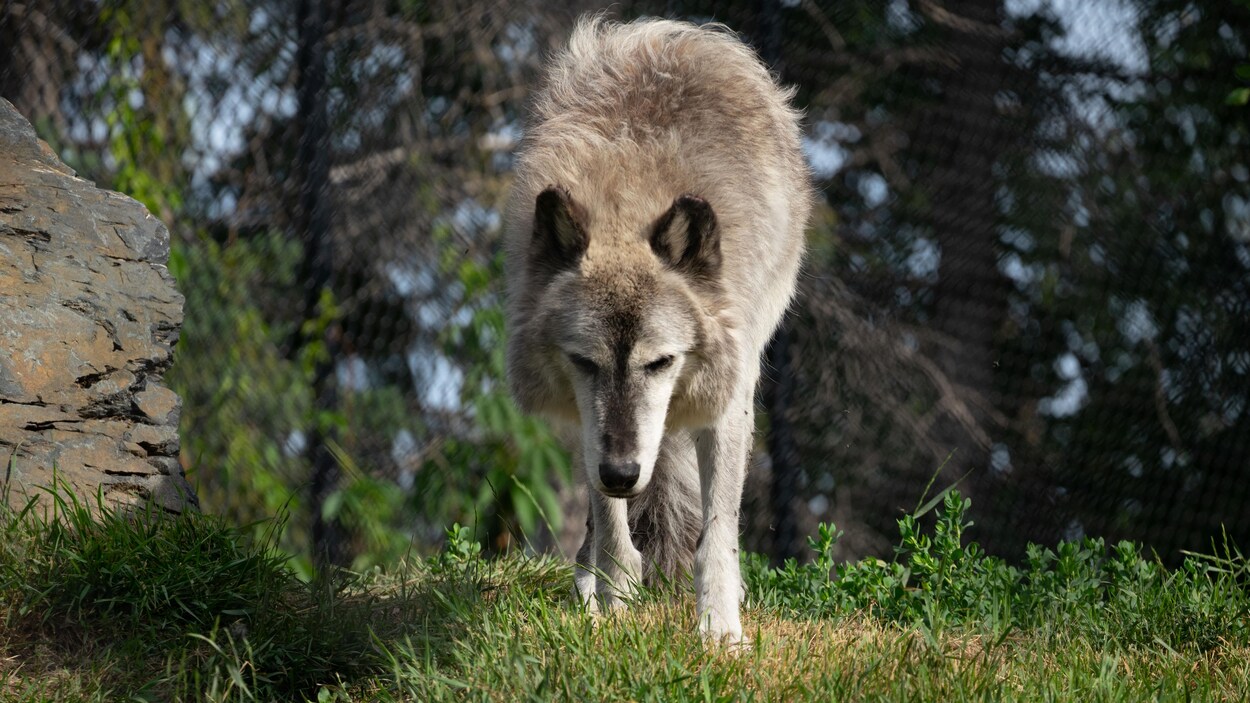 Une diète de poisson permet aux loups de s’adapter | Info | Radio-Canada