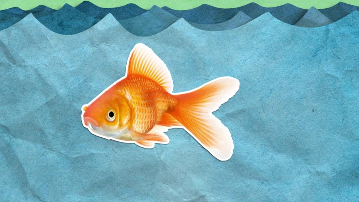 Les fausses nouvelles du 1er avril dans l’Est-du-Québec | Radio-Canada