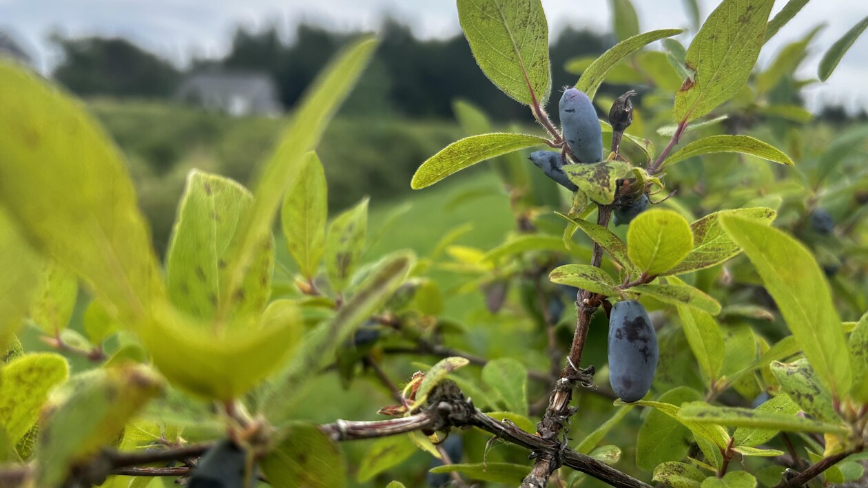 Une offre plus grande que la demande pour la camerise au Saguenay-Lac ...