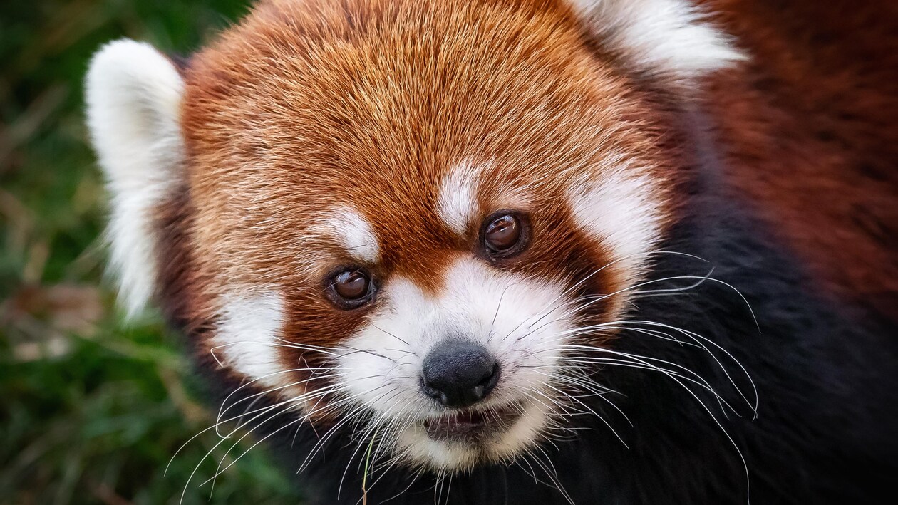 Les animaux du Zoo de Granby doivent aussi s'adapter à la chaleur ...