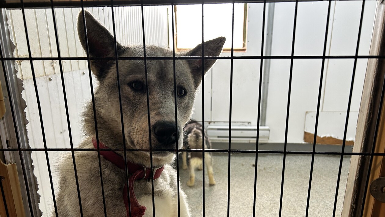 Le refuge pour chien La passion de Rubie débordé | Le téléjournal ...