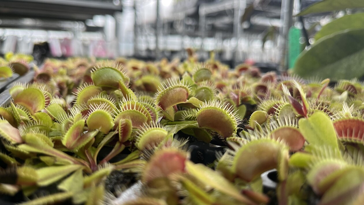 Des milliers de plantes carnivores à Saint-Jean-Port-Joli | Le ...