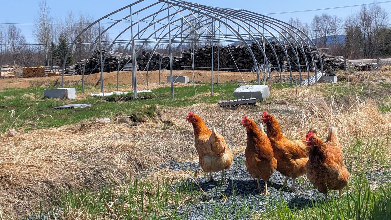 Des poules urbaines à Sept-Îles | Le téléjournal Est-du-Québec