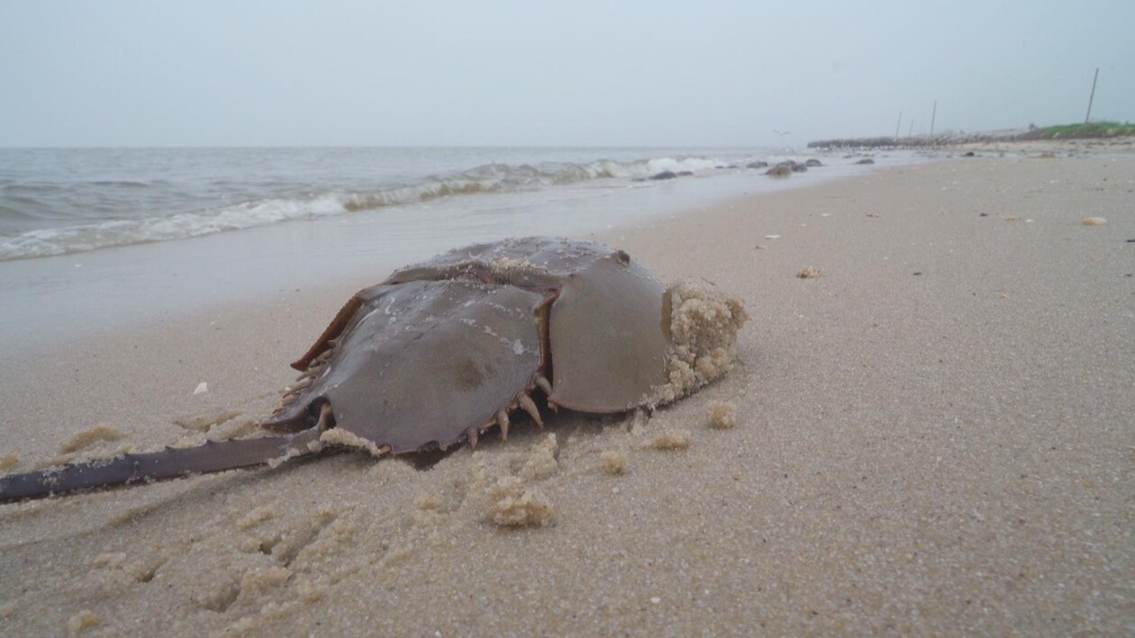 Sauver les limules | La semaine verte