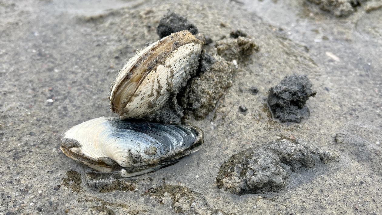 Sur les berges pour pêcher la mye | Le téléjournal Est-du-Québec