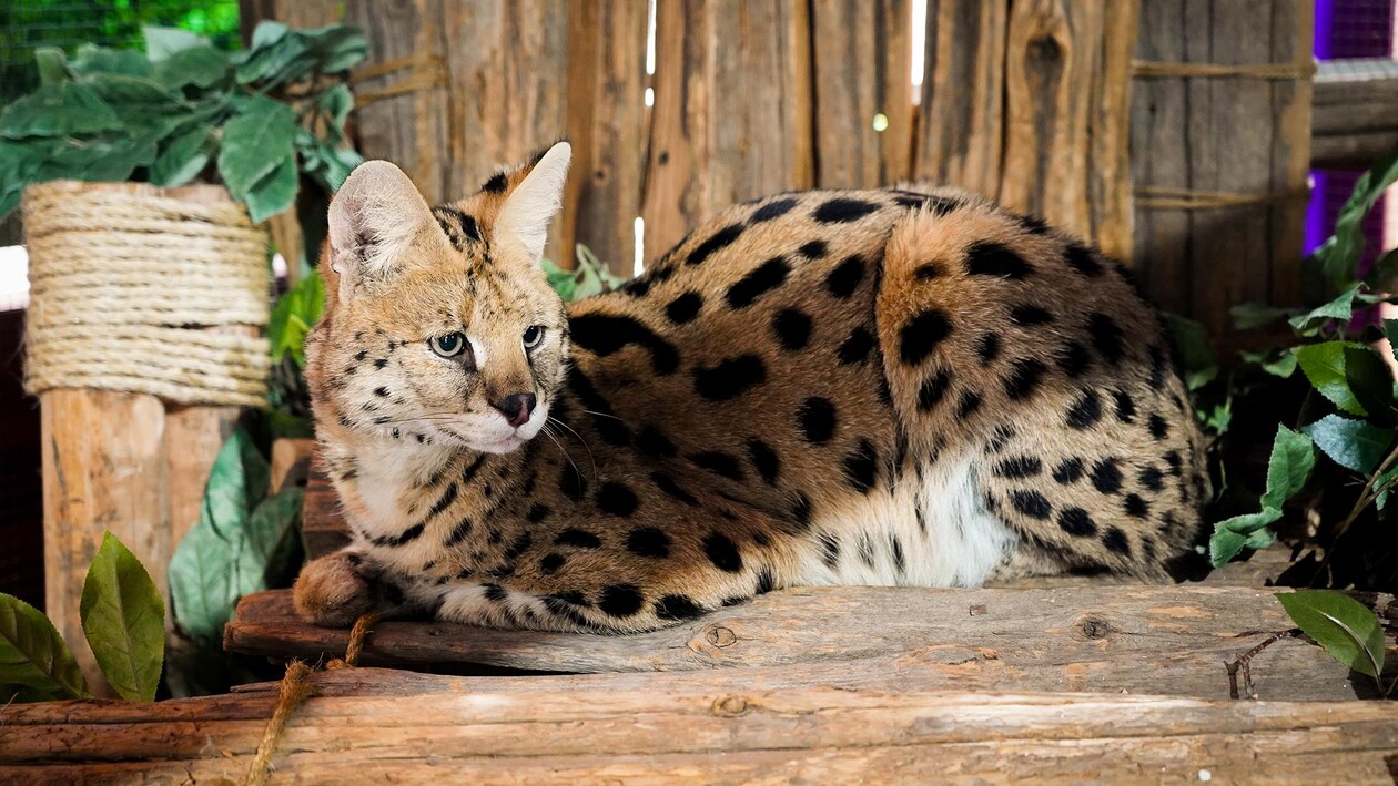Guillaume Lambert rencontre Vito le serval | Les poilus