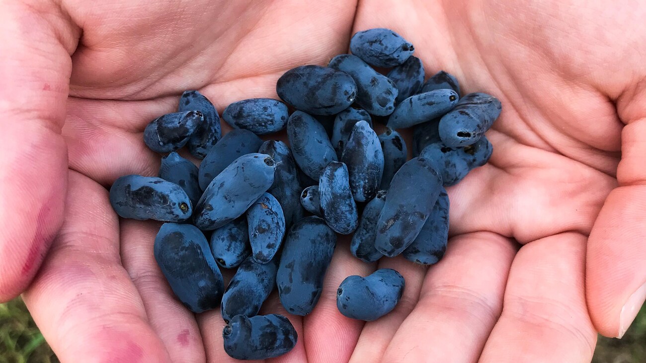 Avez-vous déjà goûté à la camerise? | Mordu