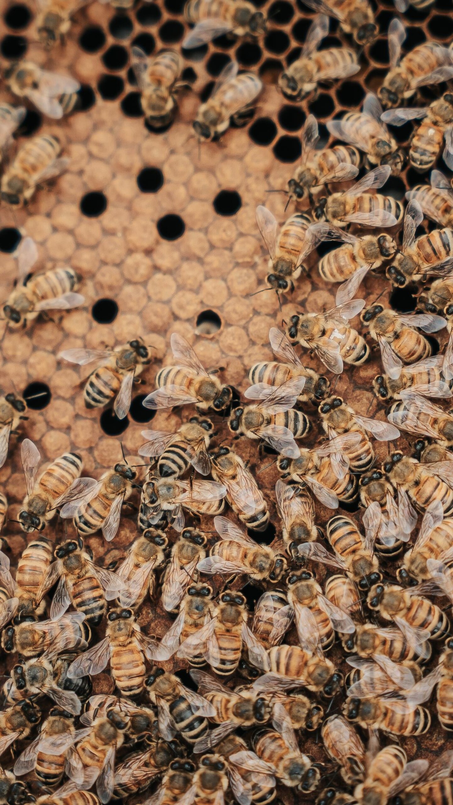 Au secours des abeilles | Radio-Canada.ca