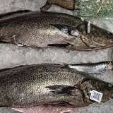 Trudeau says ’not a snowball’s chance in hell’ Canada joins U.S ...