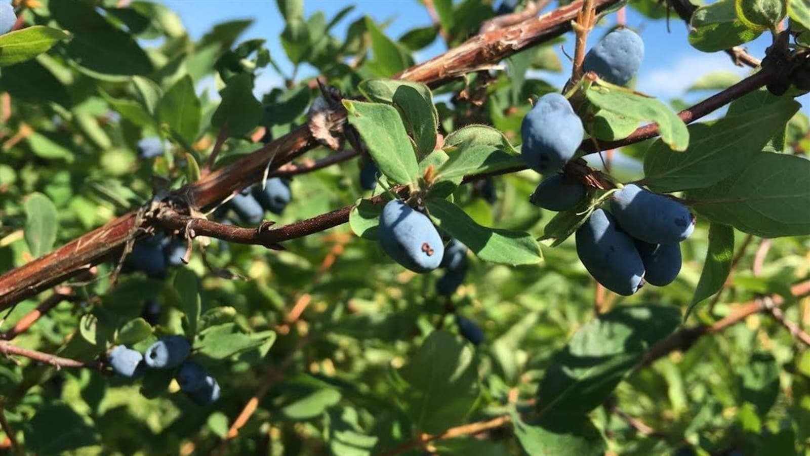Camerises Mistouk coupe les ponts avec Gilbert Rozon | ICI Radio-Canada.ca