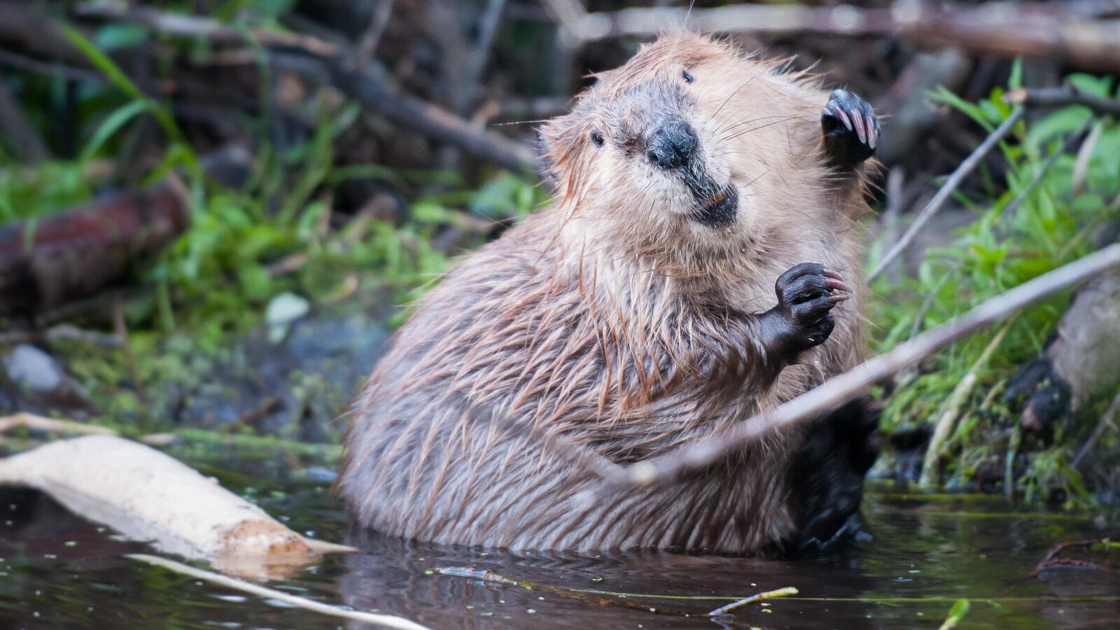 Les castors plus heureux que jamais dans Windsor-Essex | ICI Radio ...