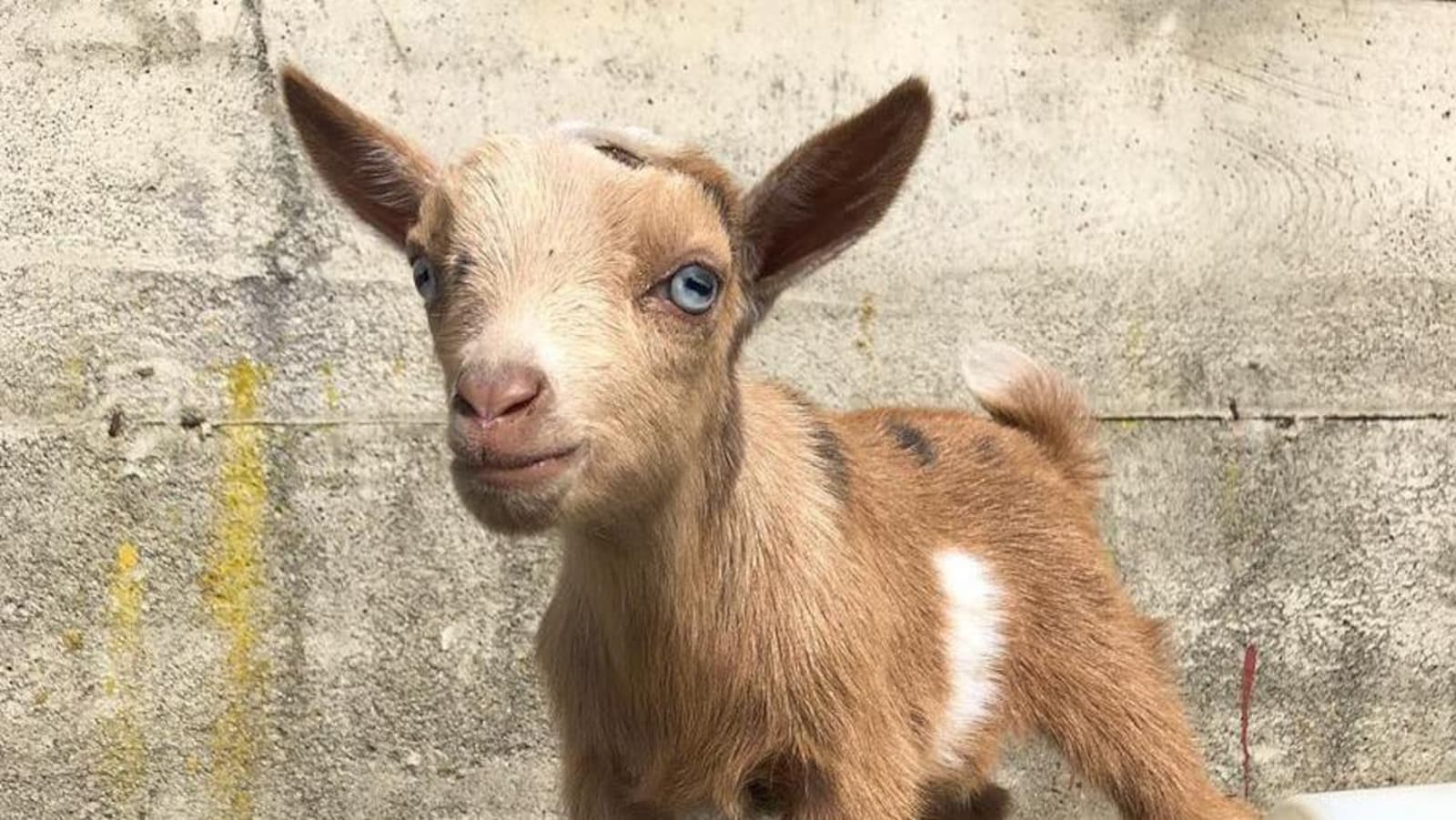 Un chevreau porté disparu après un événement organisé dans une ferme de ...