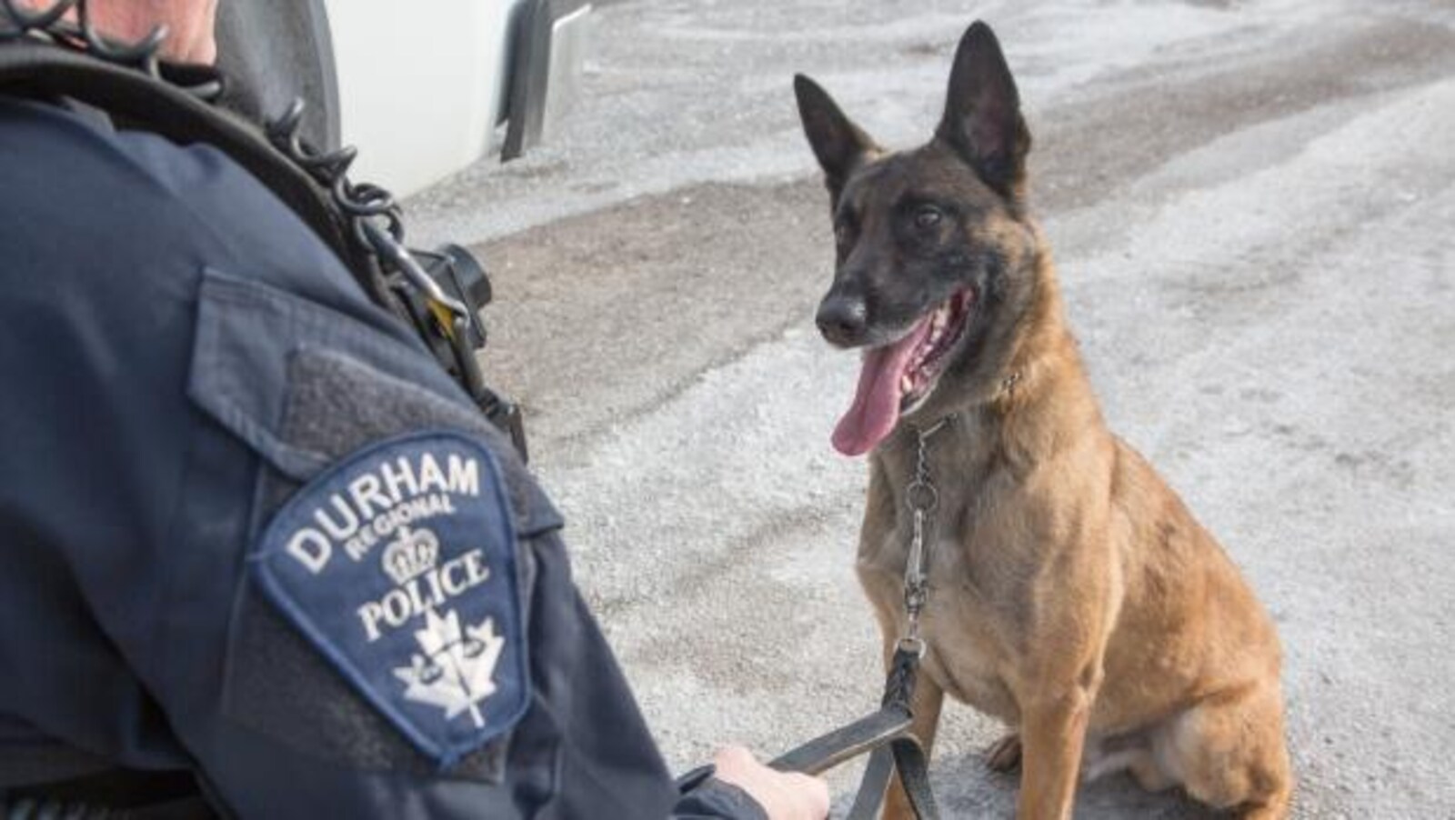 De chiot de refuge à chien policier en banlieue de Toronto | ICI Radio ...