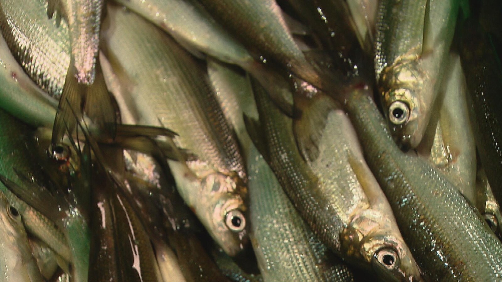 Une nouvelle espèce de poisson au Témiscouata | ICI Radio-Canada.ca