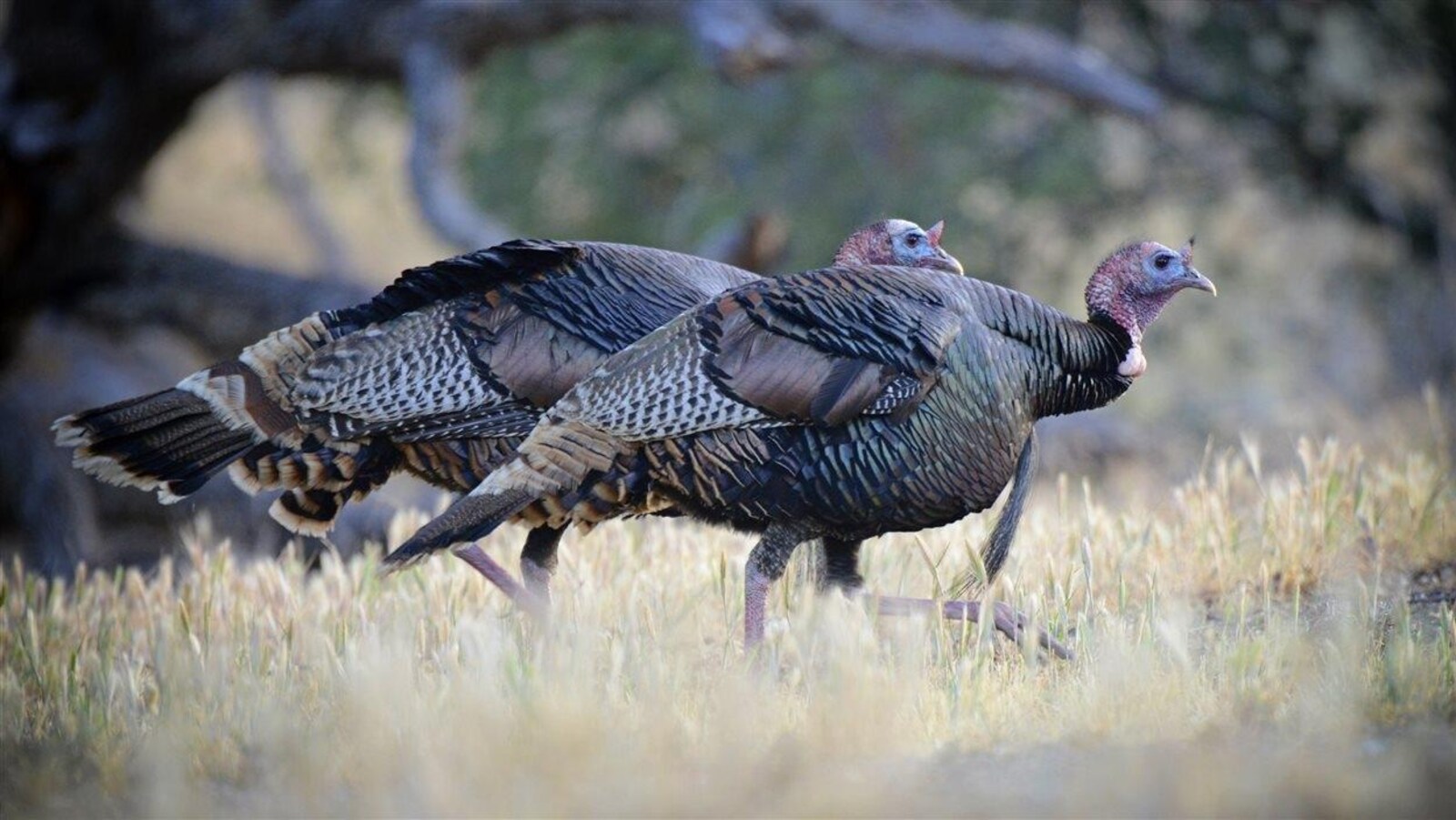 Les progressistes-conservateurs permettront la chasse au dindon sauvage ...