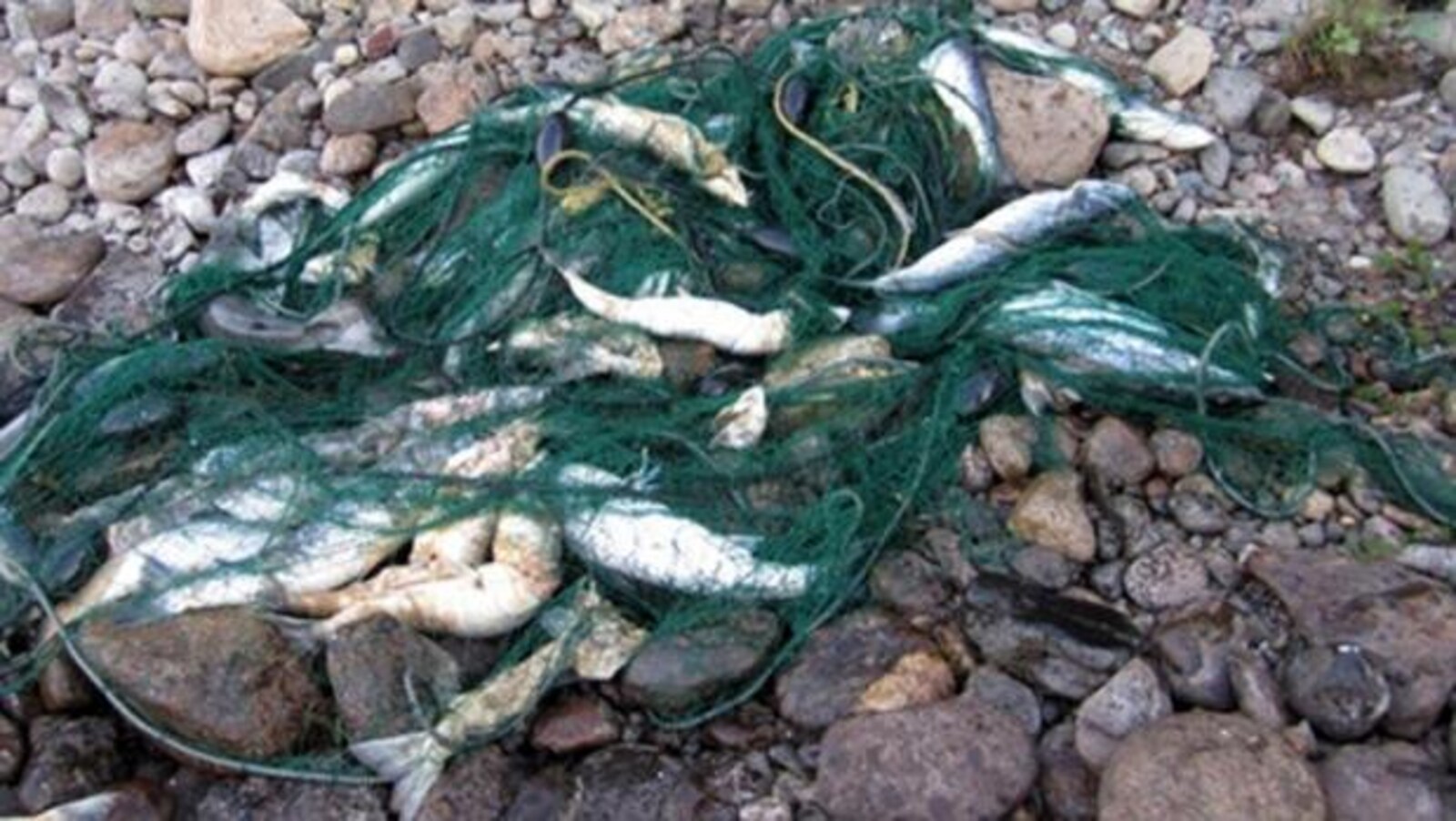 Un filet de pêche abandonné retrouvé dans le lac Nipissing | ICI.Radio ...