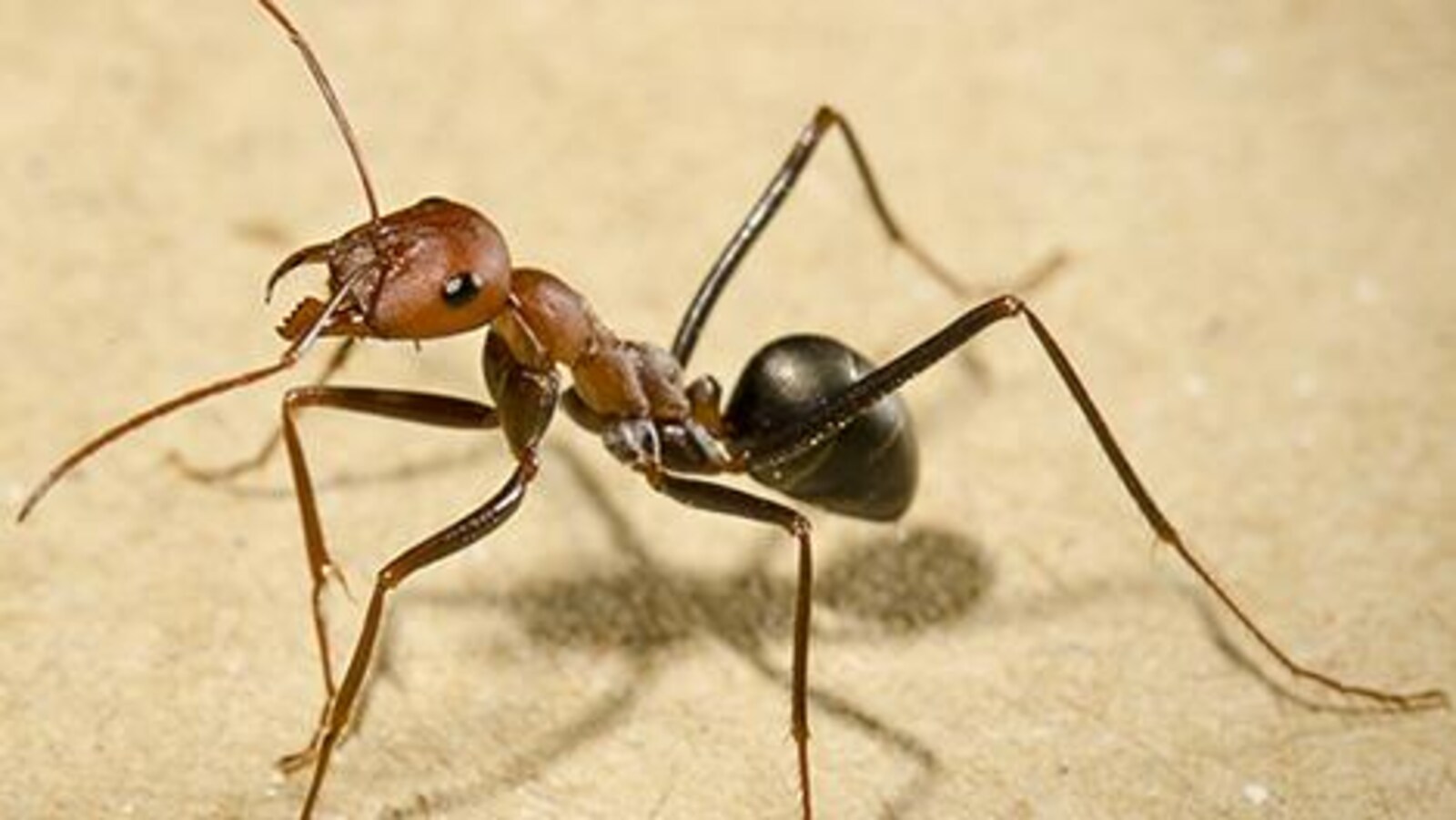 Les fourmis font aussi de la chimie | ICI Radio-Canada.ca