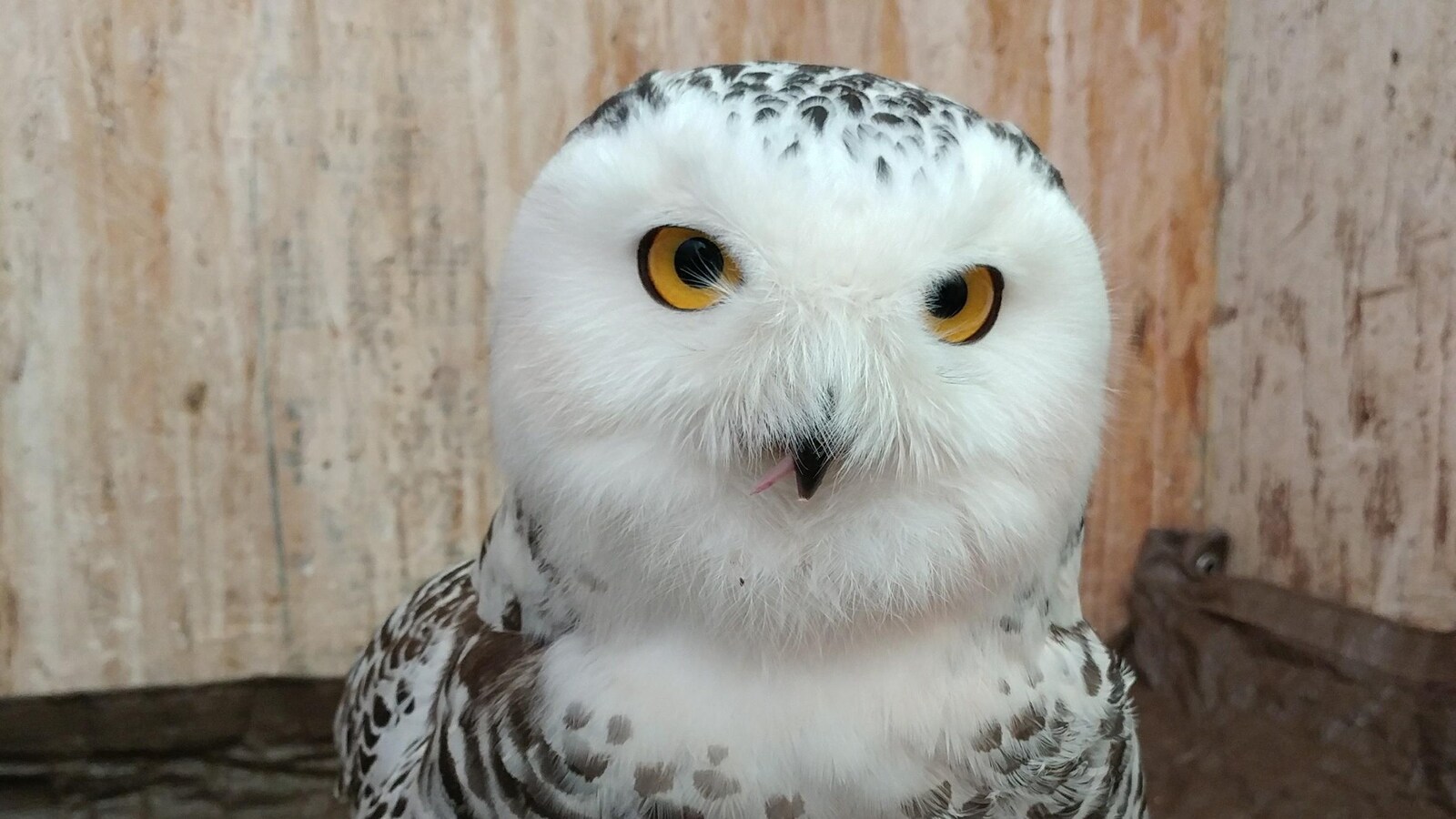Un nombre élevé de harfangs des neiges secourus cet hiver au sud de ...