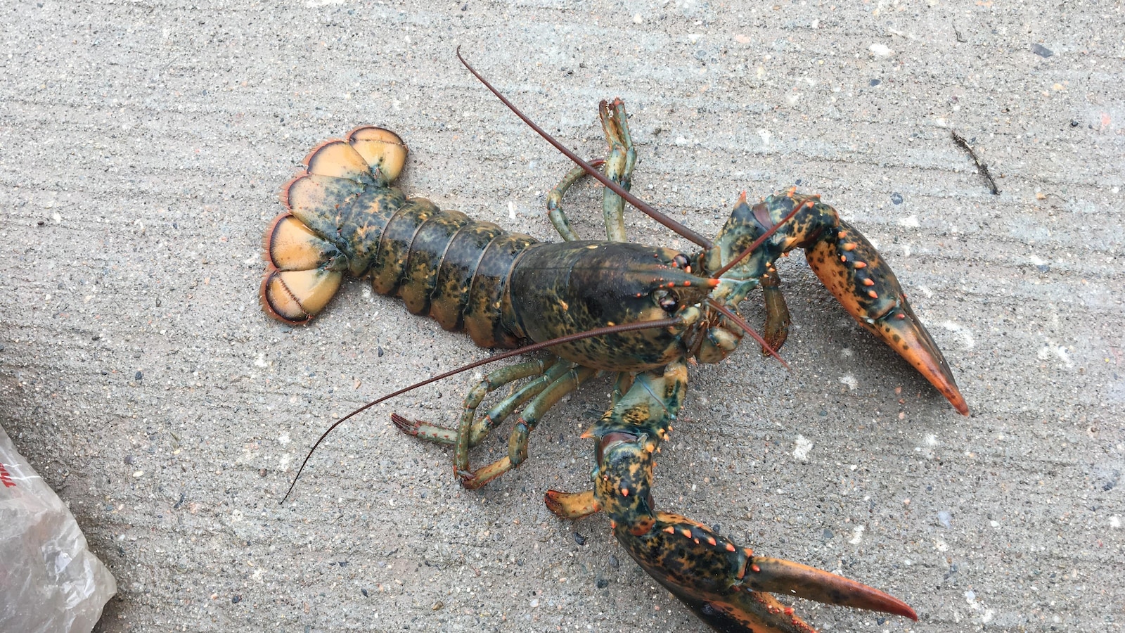 Une saison qui coûte cher pour les amateurs de homard | ICI.Radio-Canada.ca