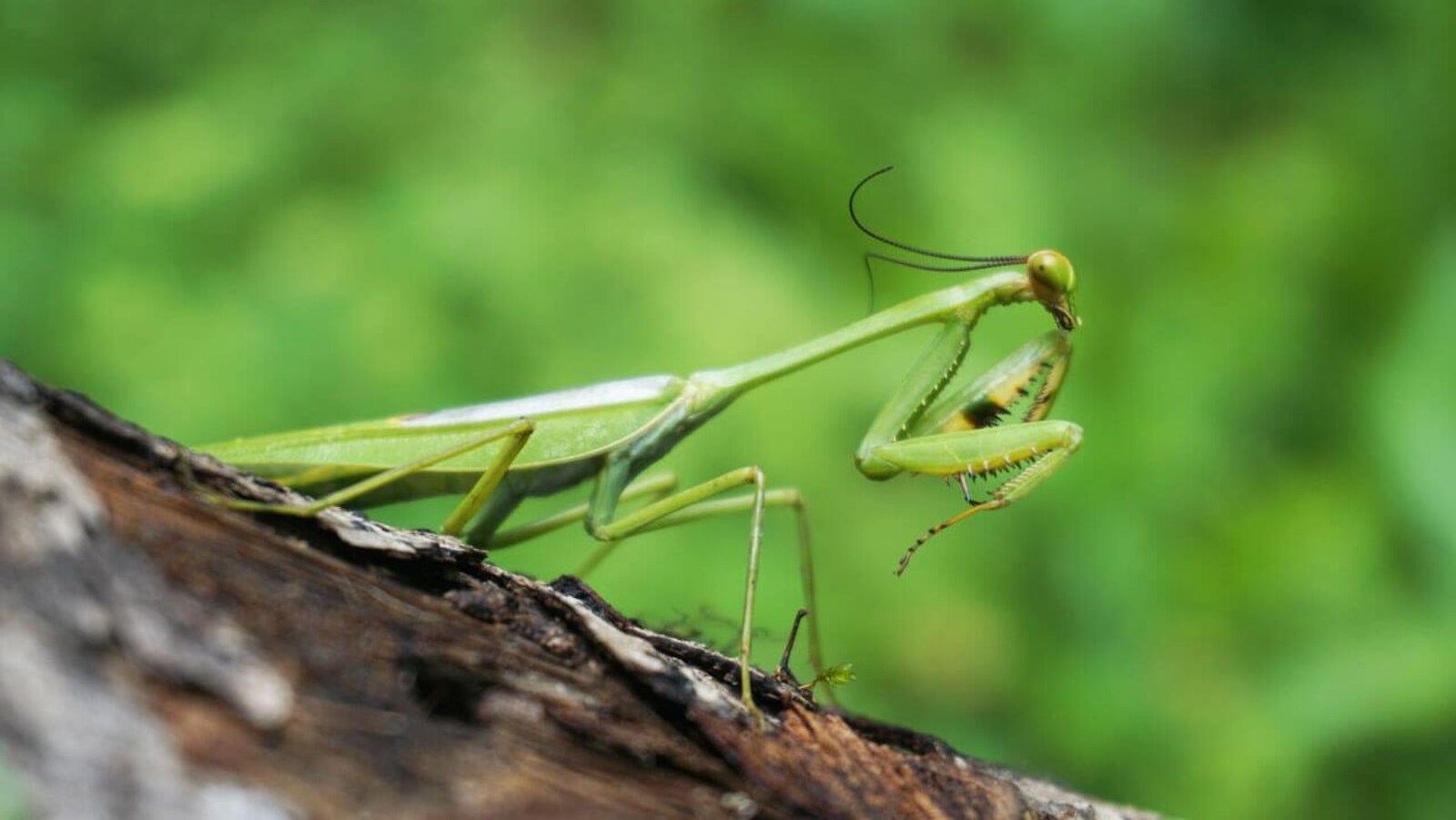 Les insectes prennent d'assaut l'Aquarium du Québec | ICI Radio-Canada.ca