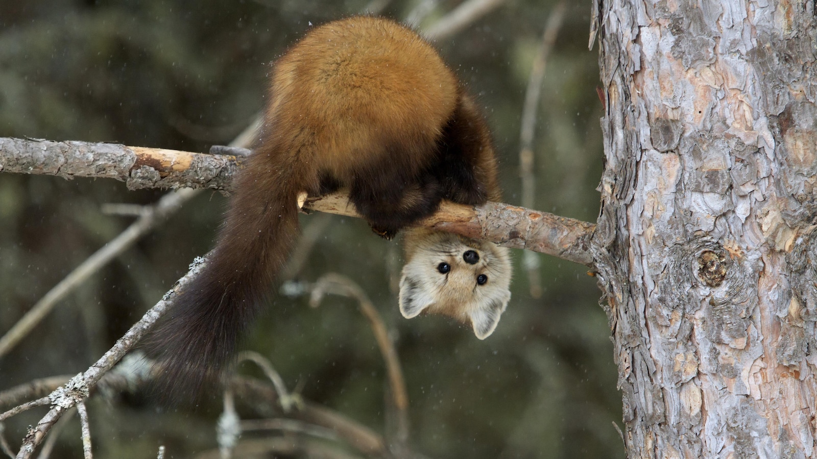 Les animaux sauvages adorables que vous pourriez croiser en vacances au ...