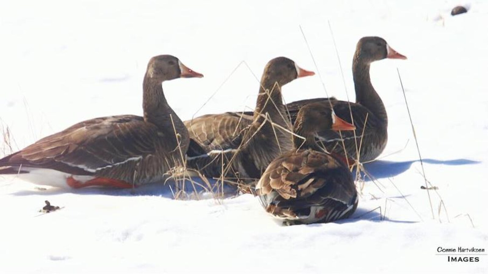 La présence des oies rieuses étonne les ornithologues ontariens | ICI ...