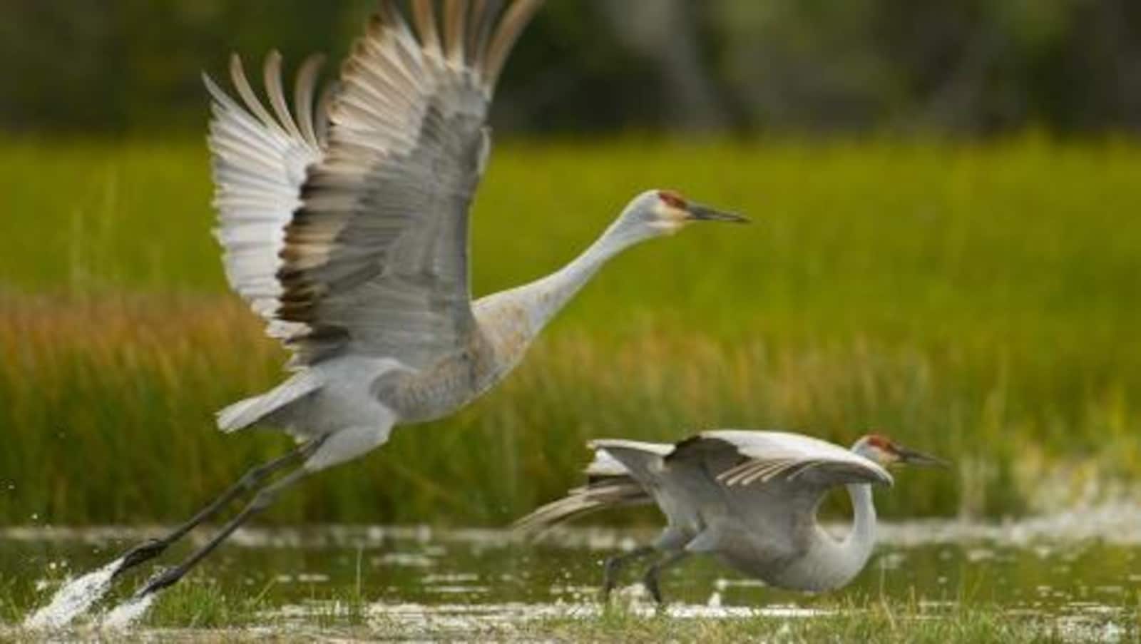 La grue du Canada : oiseau de malheur des agriculteurs | ICI Radio ...