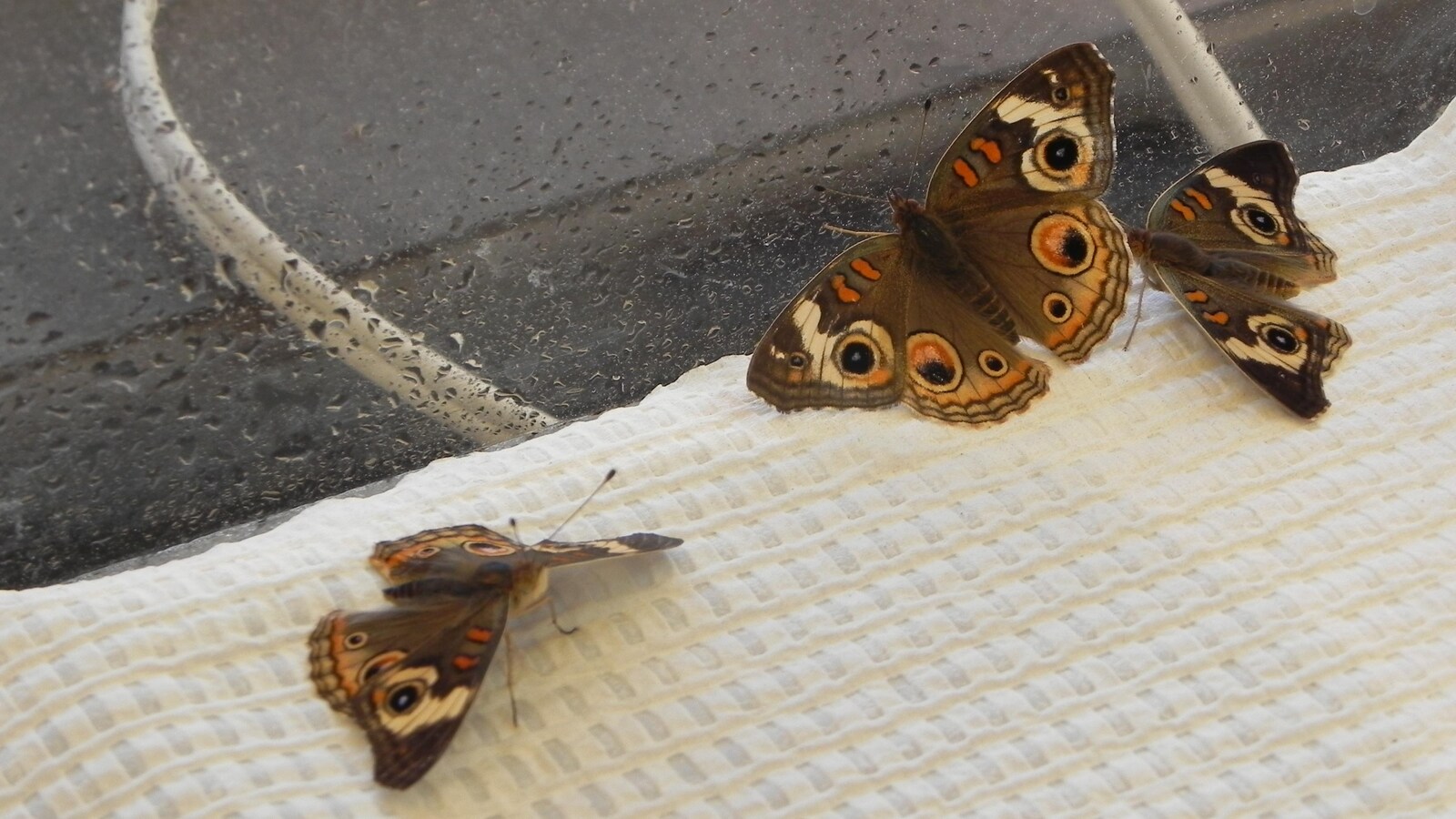 Une nouvelle espèce de papillon découverte par des chercheurs ...