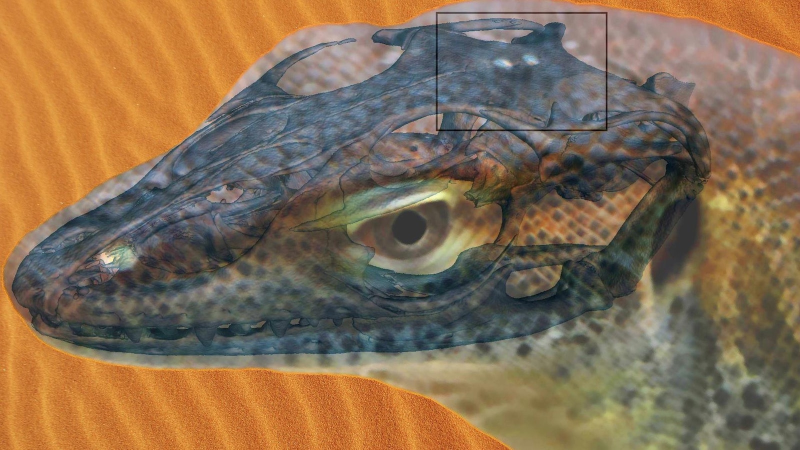 Le Saniwa ensiden , le lézard aux quatre yeux | ICI Radio-Canada.ca