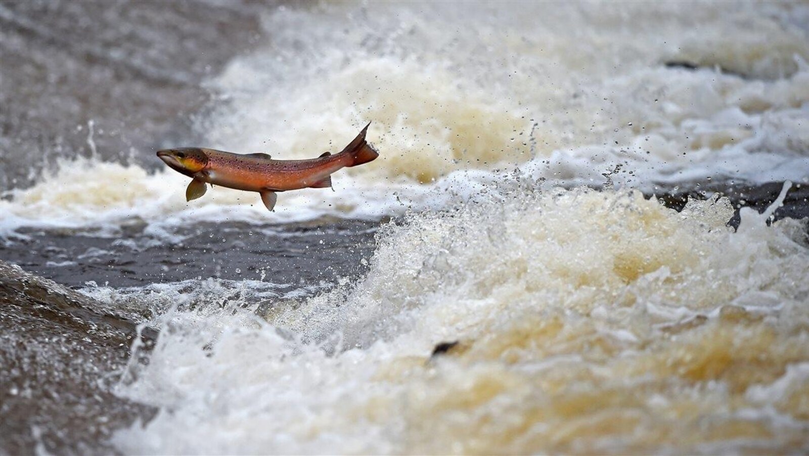 Saumon de l'Atlantique : la remise à l'eau est toujours en vigueur pour ...