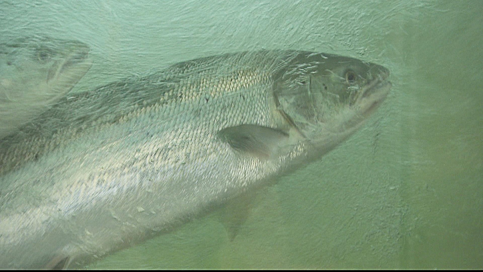 Une étude pour préserver le saumon de la rivière Romaine | ICI Radio ...