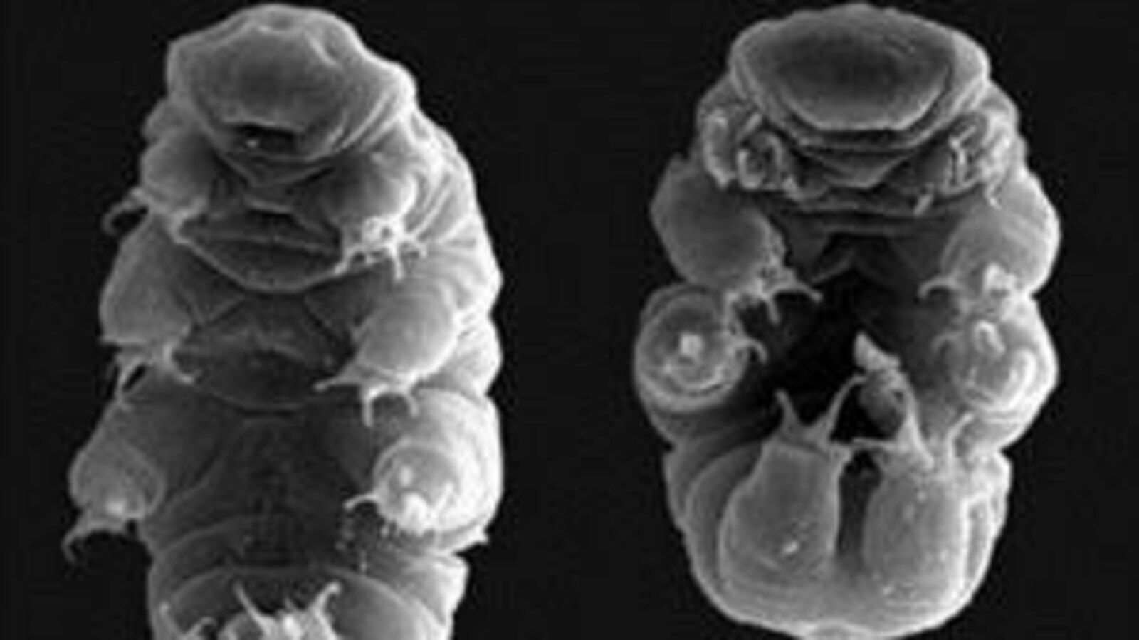 Voici l'un des secrets de l’invincibilité du tardigrade | ICI Radio ...