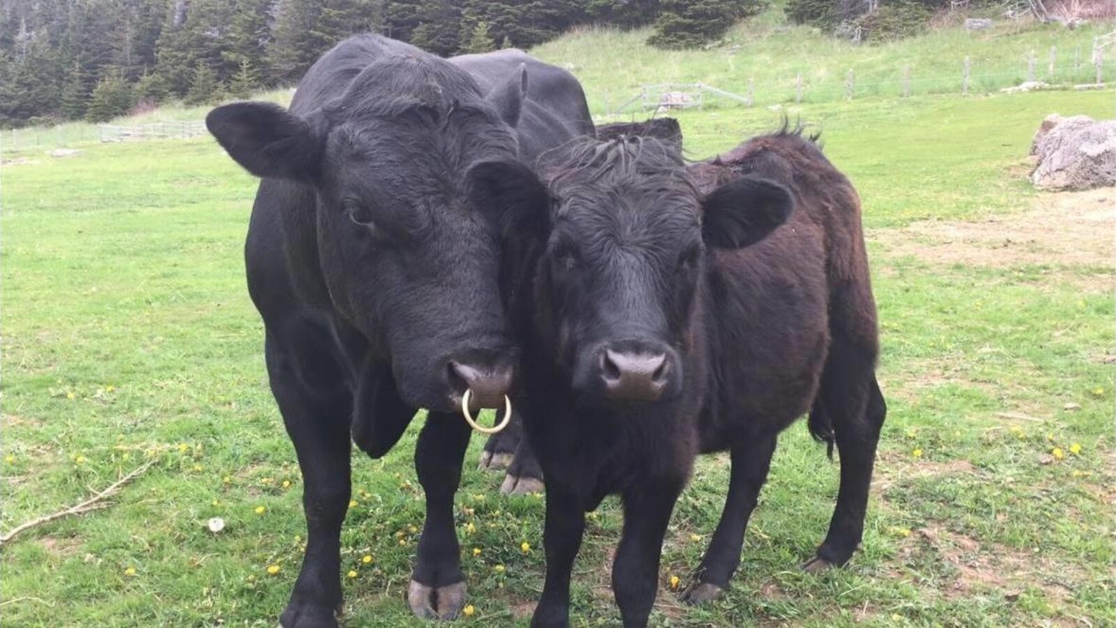 Un rare troupeau de vaches miniatures dans la péninsule de Port-au-Port ...