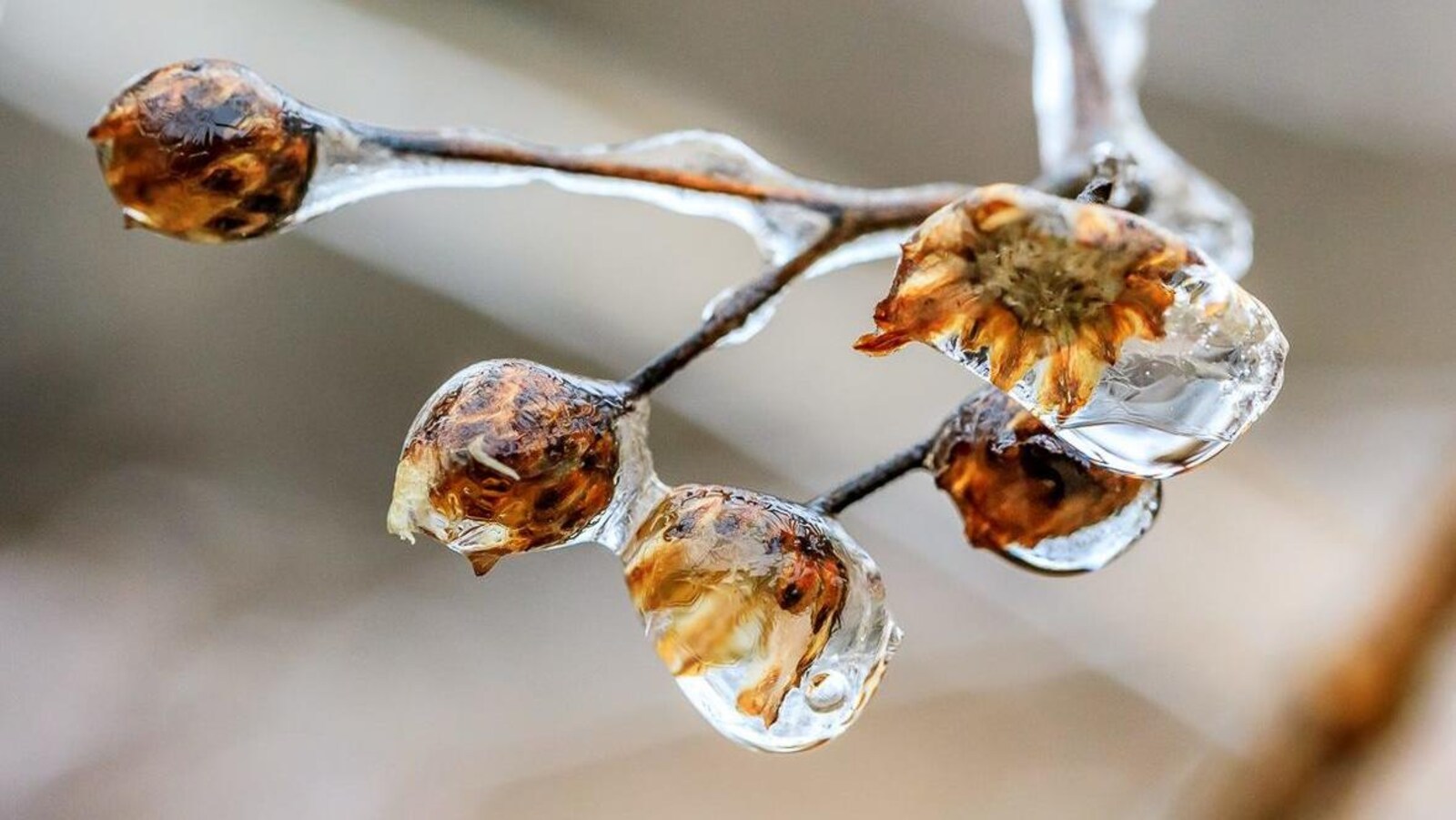 Bienvenue à l'automne : verglas à Calgary et neige à Banff | ICI Radio ...