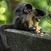 Palffy reste dans la «ville des anges» | Radio-Canada