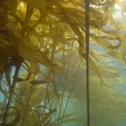 Actualités en continu | Info | Radio-Canada