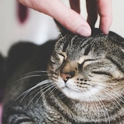 Animaux de compagnie | Radio-Canada | Page 86