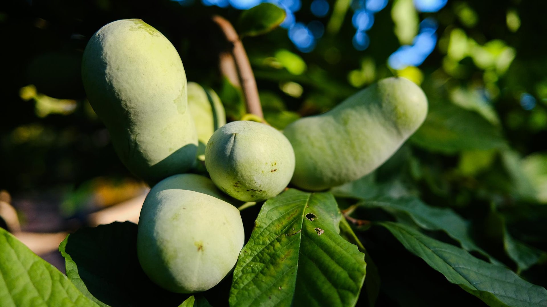 Pawpaw : la « mangue du Nord » qui pousse au Québec | Mordu